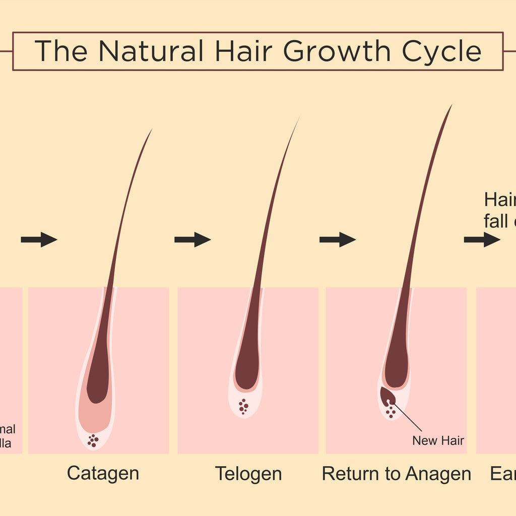 The Natural Hair Growth Cycle: Acknowledging the Anatomy of Your Hair ...